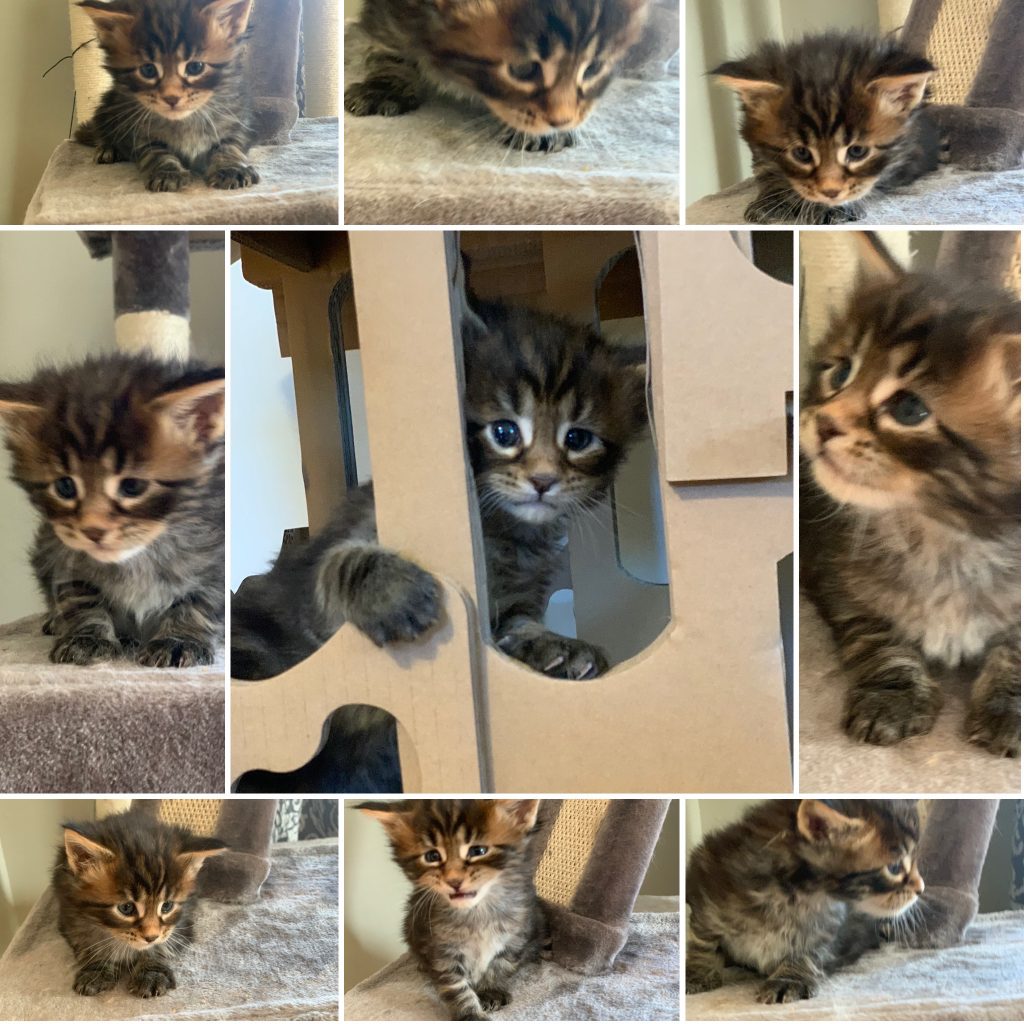 Gallery – Maine Coon Goldens Farm