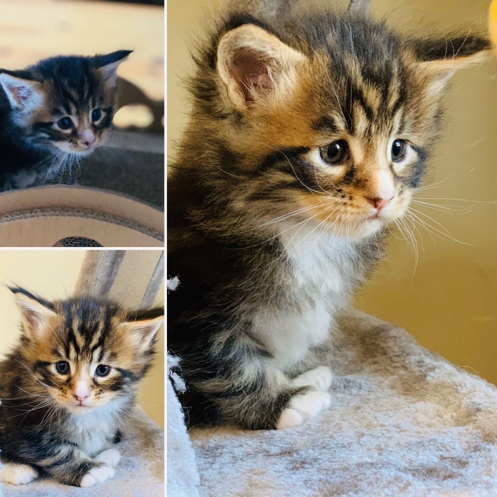 Gallery – Maine Coon Goldens Farm