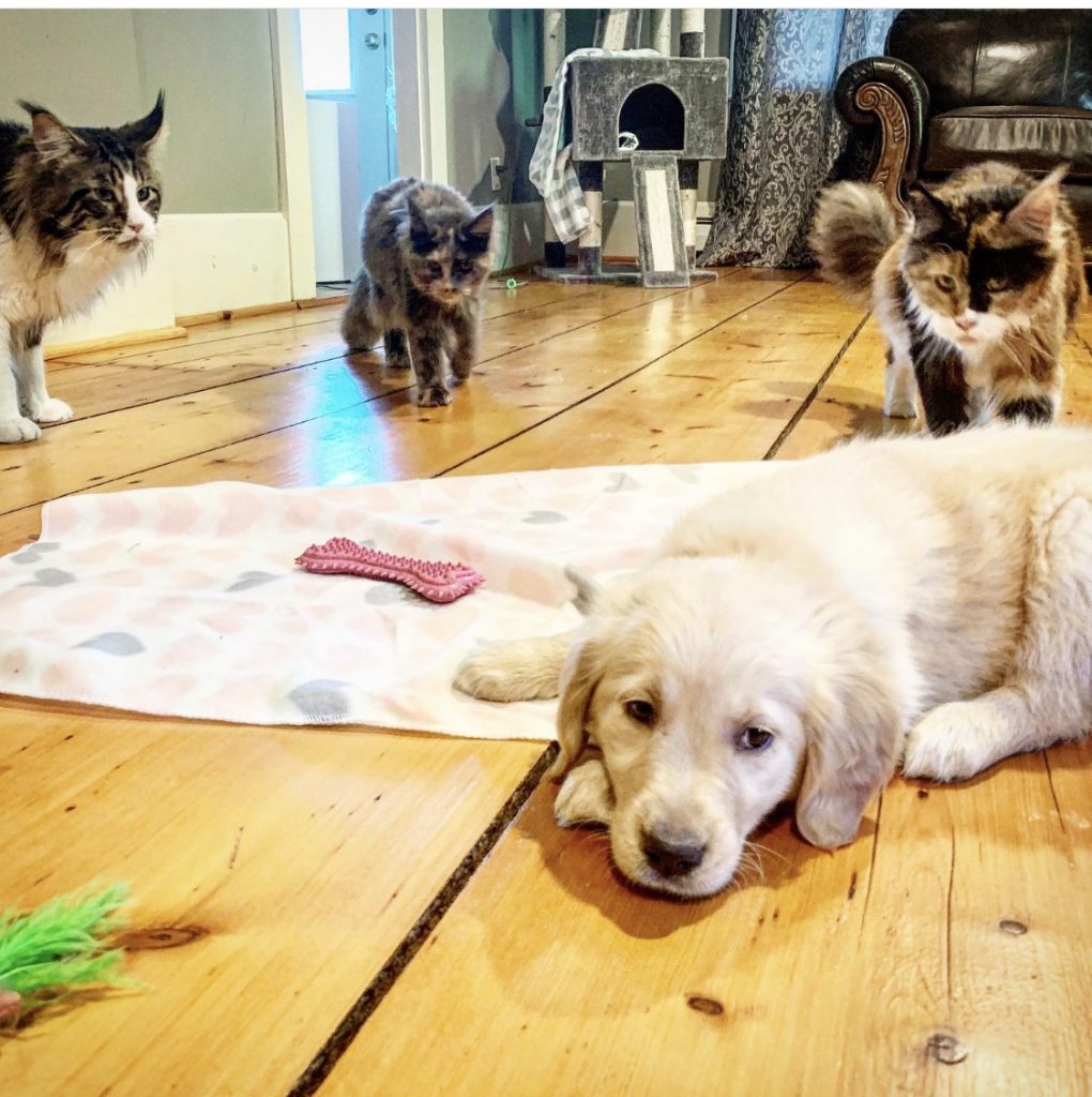 Gallery – Maine Coon Goldens Farm