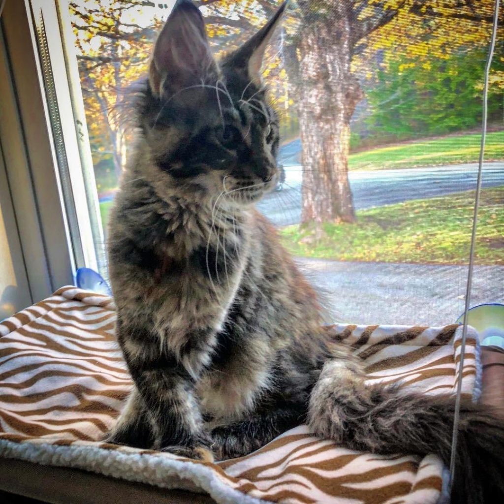 Gallery – Maine Coon Goldens Farm