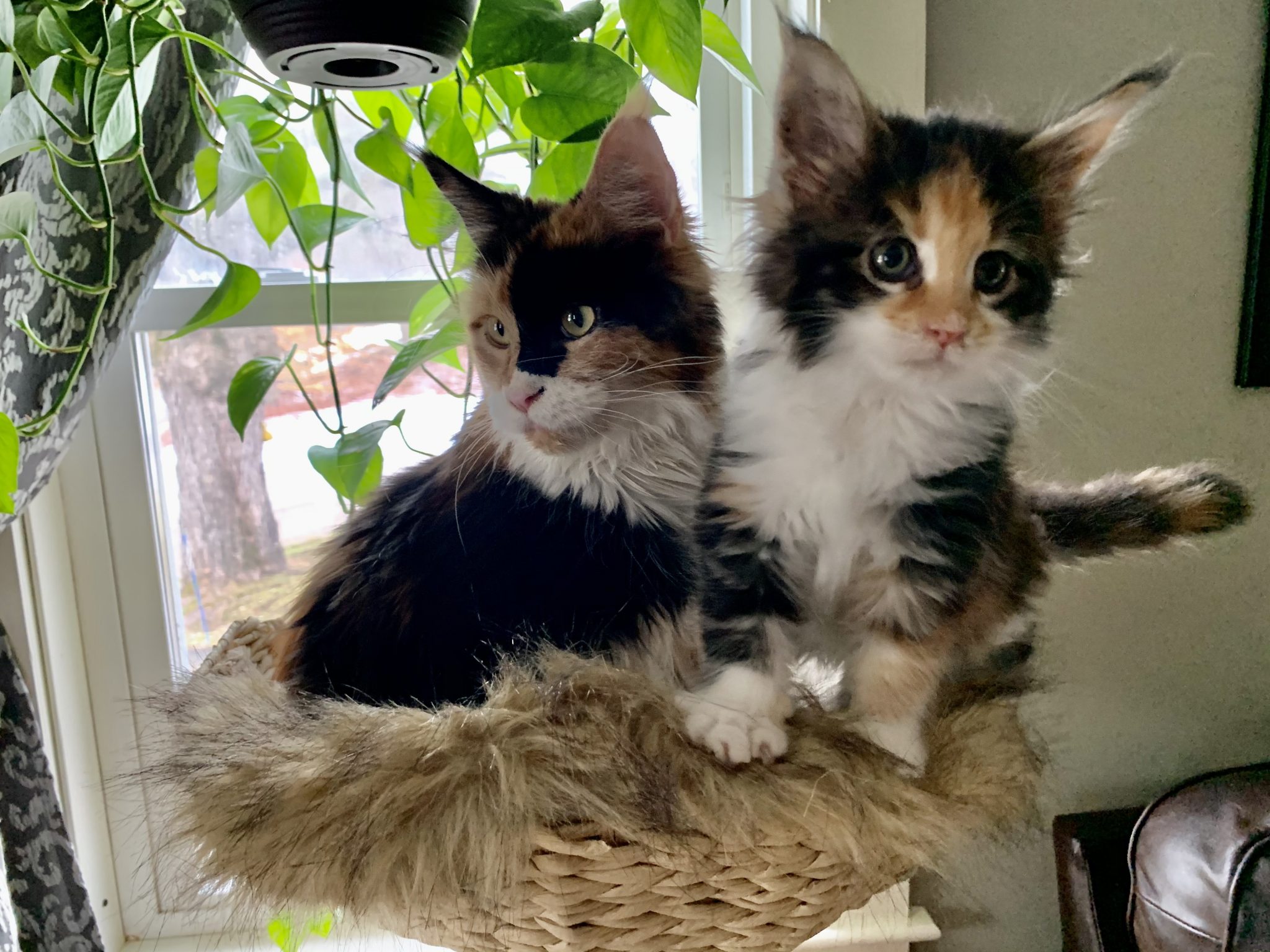 Maine Coon Goldens Farm – Maine Coon Cats Kittens New Hampshire