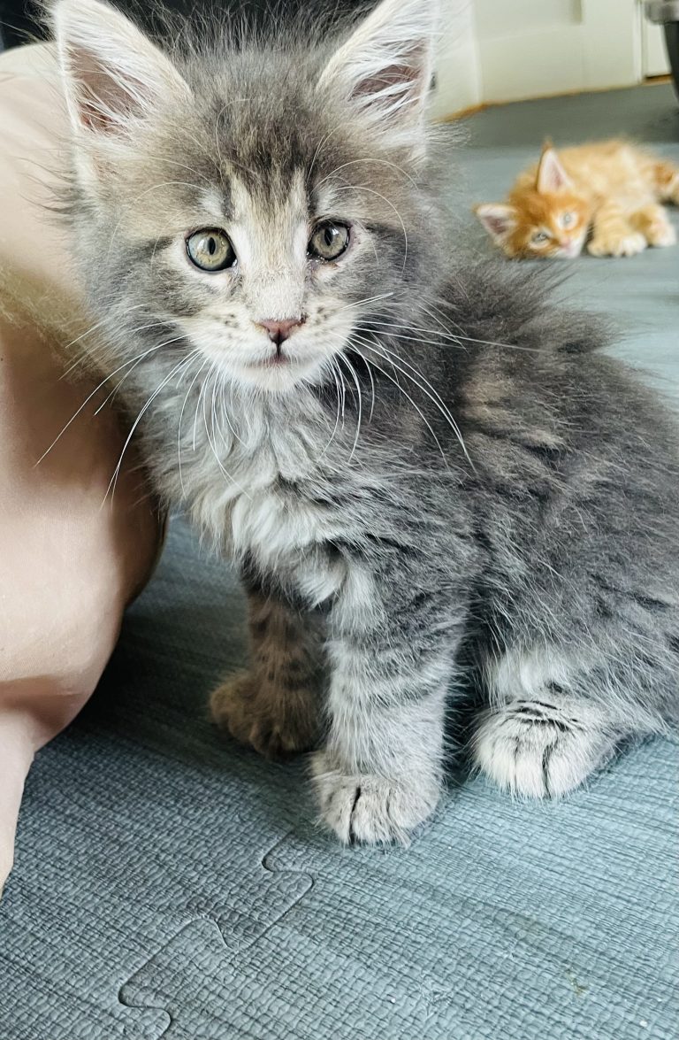 Gallery – Maine Coon Goldens Farm