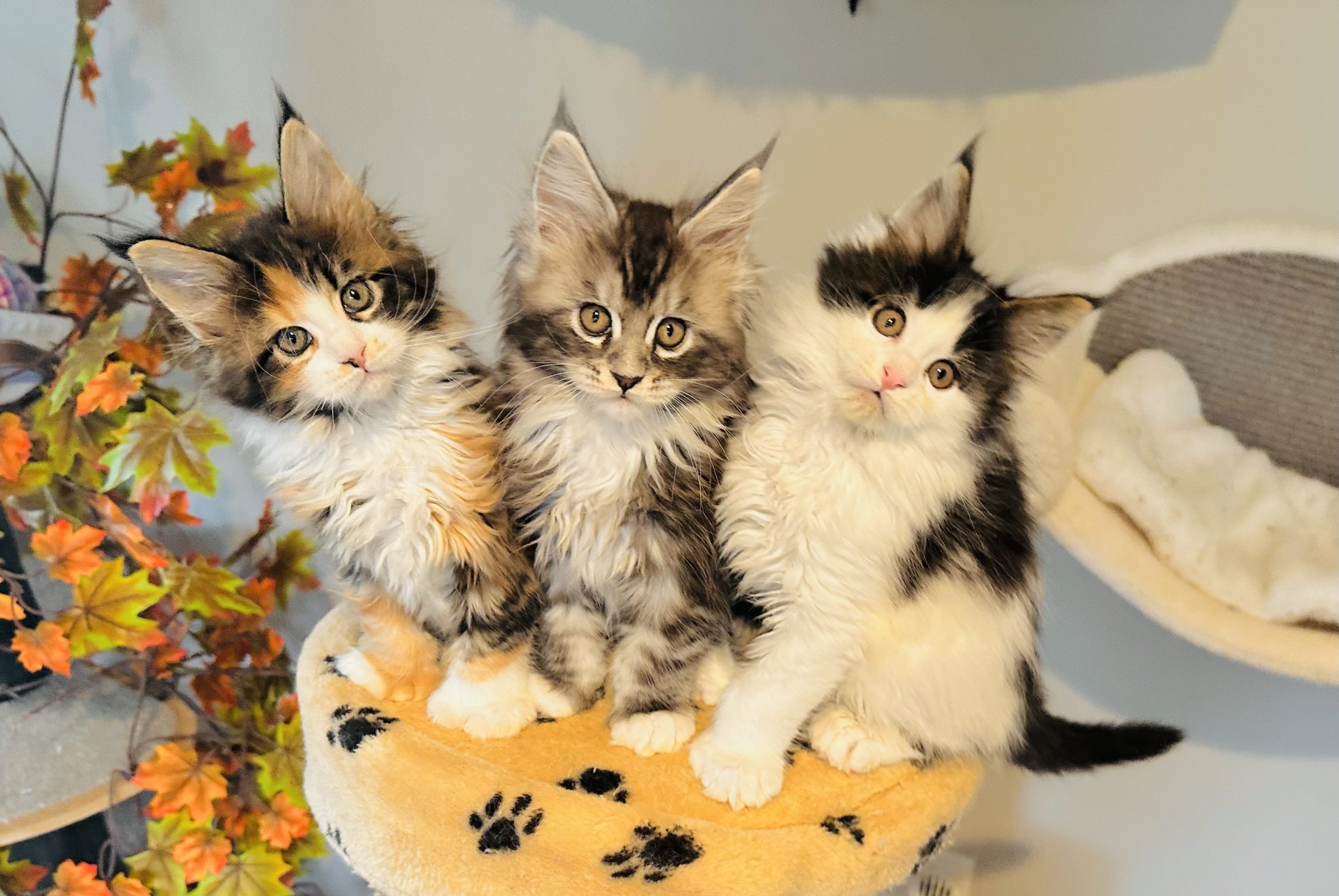 Kittens Available – Maine Coon Goldens Farm