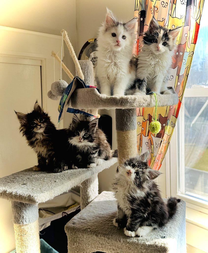 Gallery – Maine Coon Goldens Farm